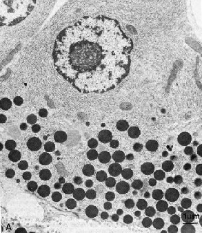 Online Pathology Review