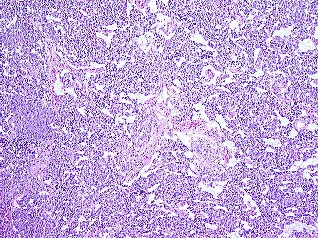 Online Pathology Review